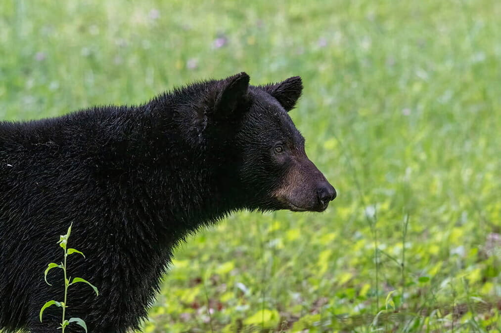 【動画】あまりに不運...グラスファイバー製の容器から頭が抜けなくなってしまったクマ｜ニューズウィーク日本版 オフィシャルサイト