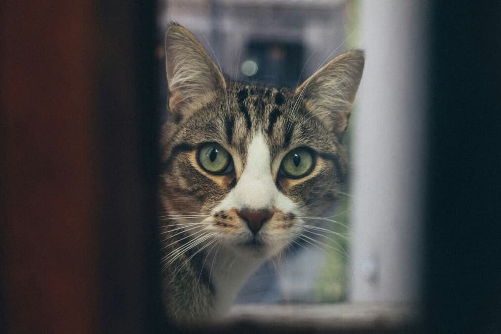 「違うんだけど」玄関に取り付けた新しい猫ドア...最初の利用者が意外すぎた｜ニューズウィーク日本版 オフィシャルサイト